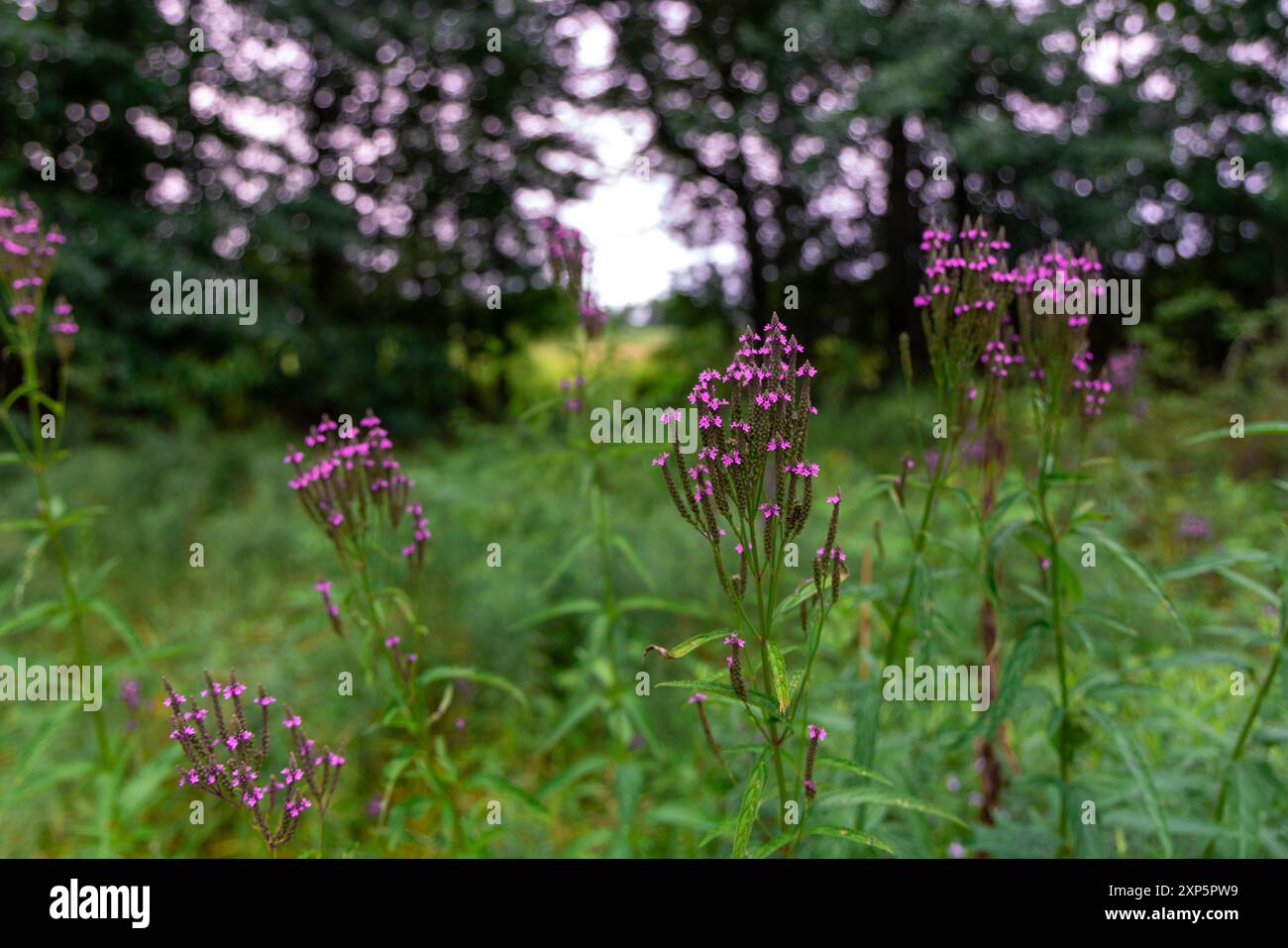 Beautiful Wild Flower Beds Stock Photo - Alamy