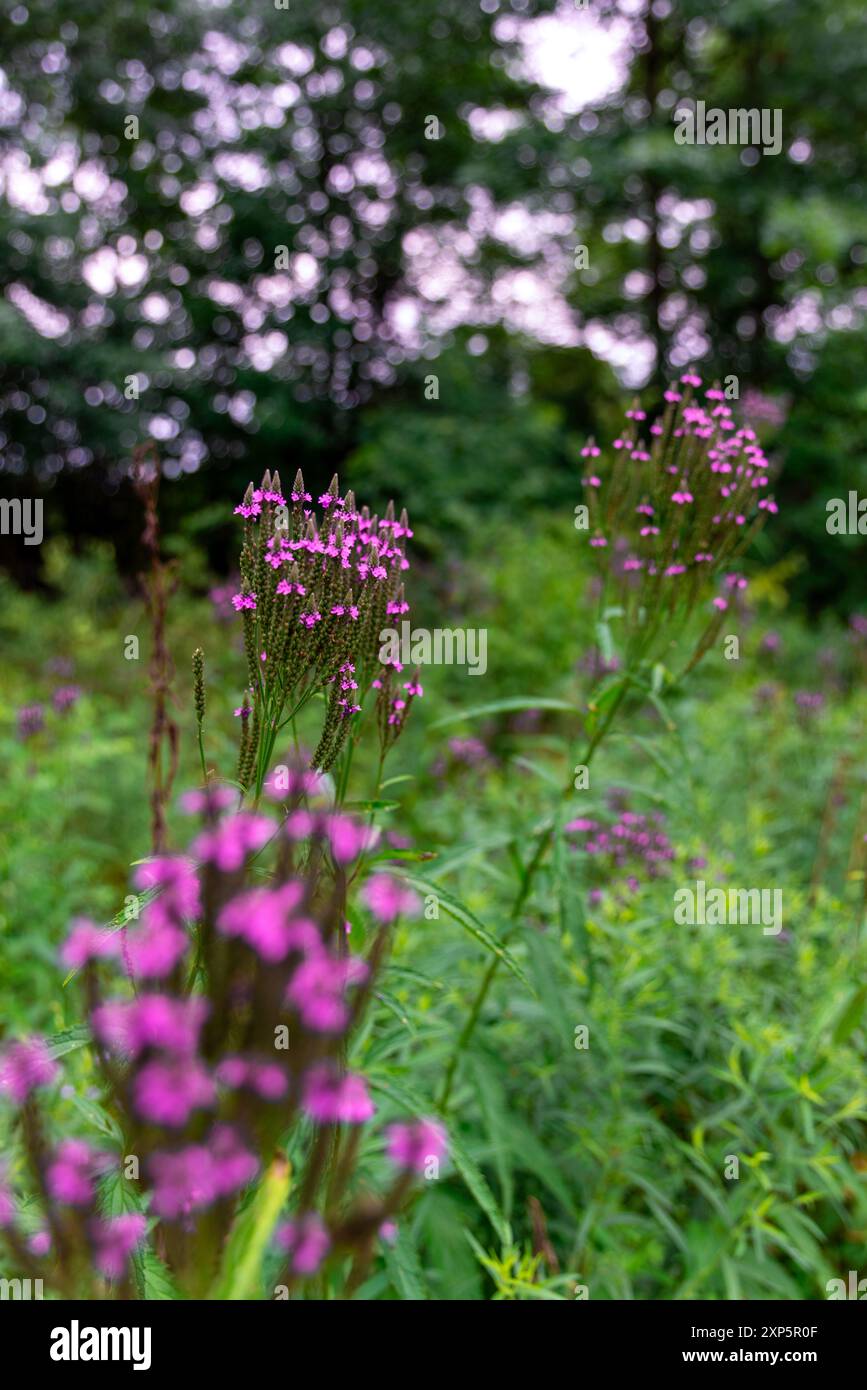 Beautiful Wild Flower Beds Stock Photo - Alamy