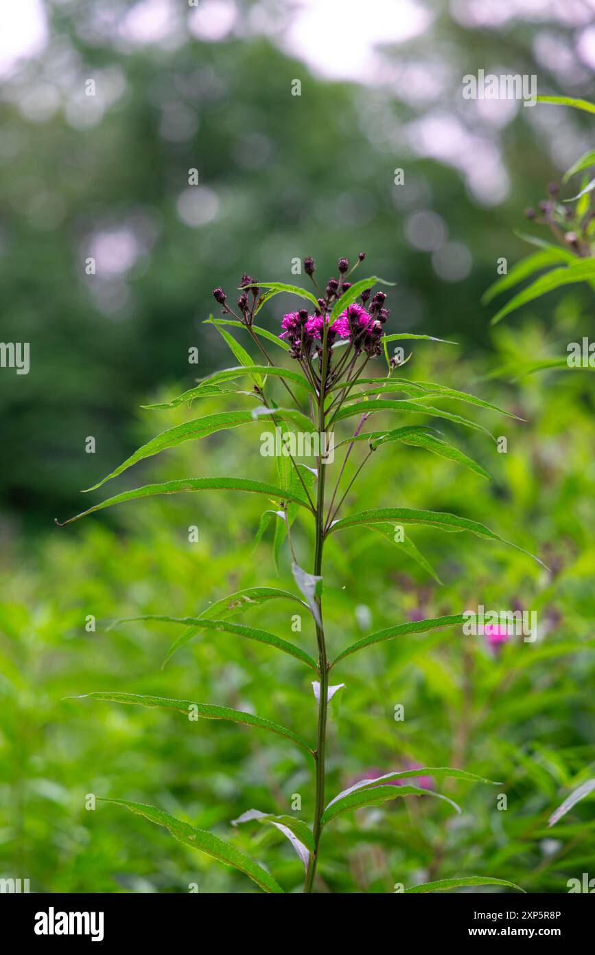 Beautiful Wild Flower Beds Stock Photo - Alamy