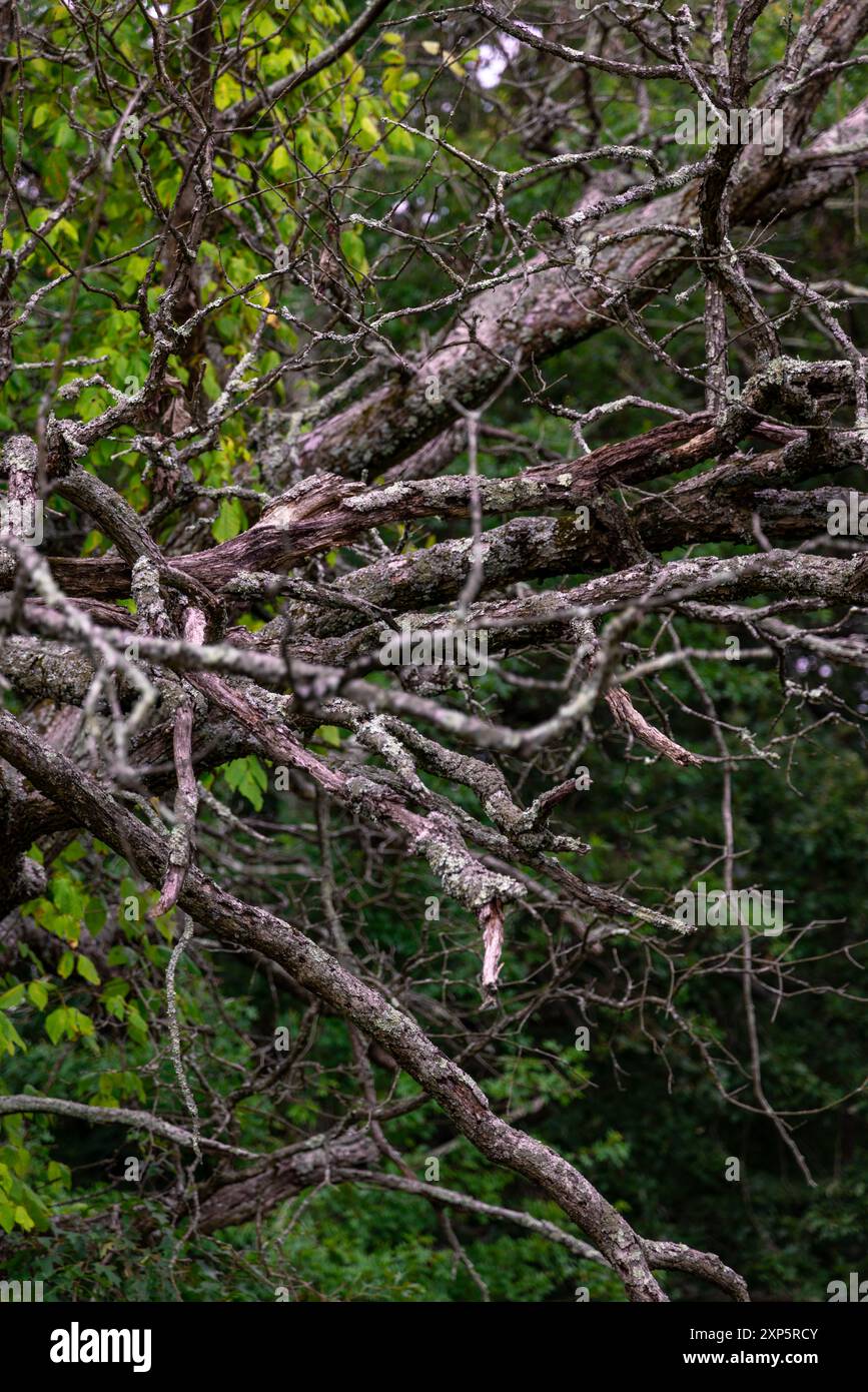 Spooky Tree Branches Stock Photo - Alamy