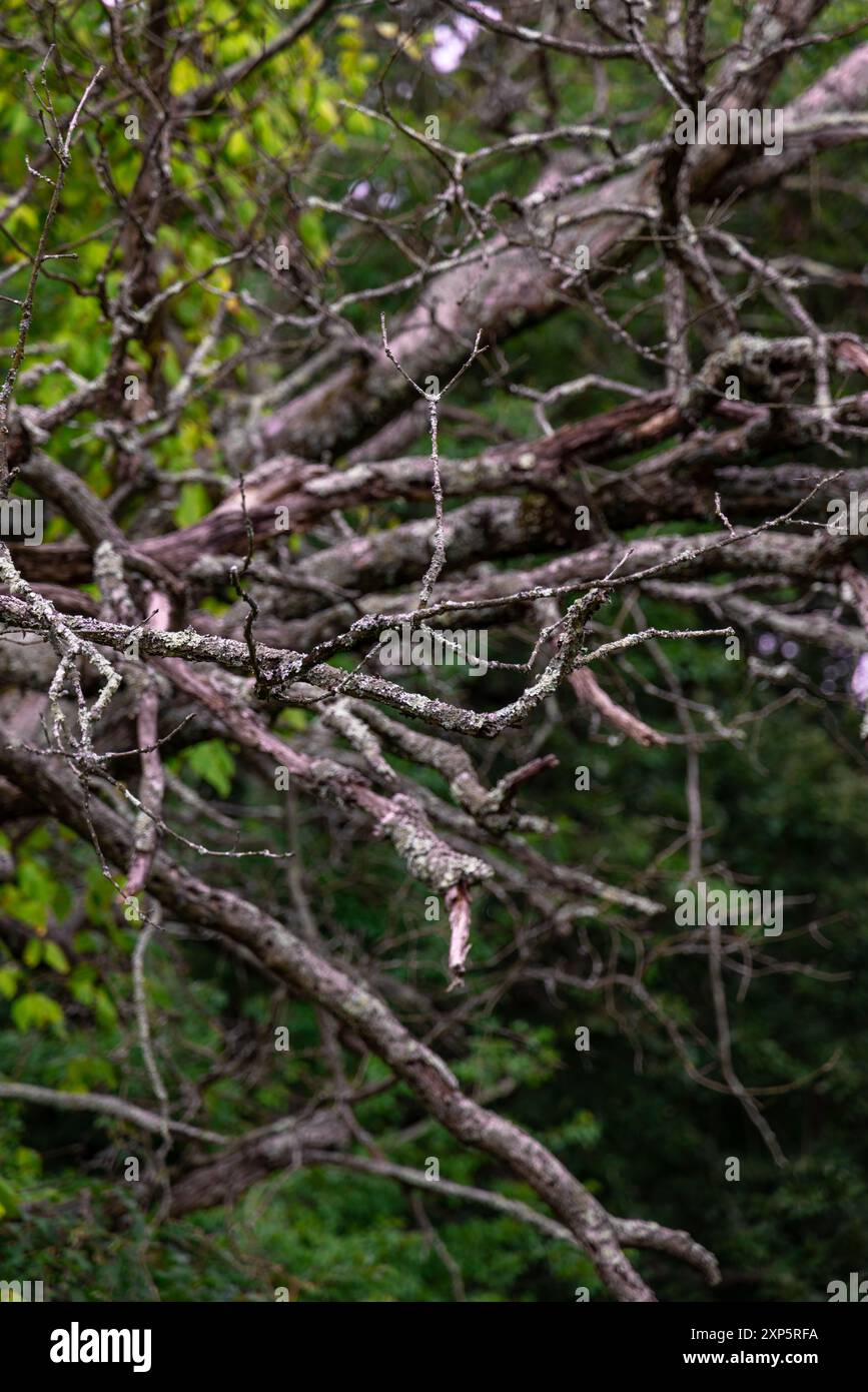 Spooky Tree Branches Stock Photo - Alamy