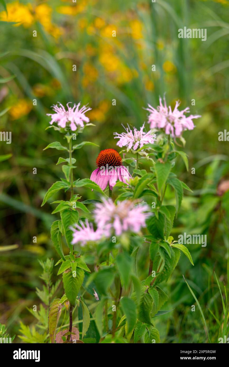 Beautiful Wild Flower Beds Stock Photo - Alamy