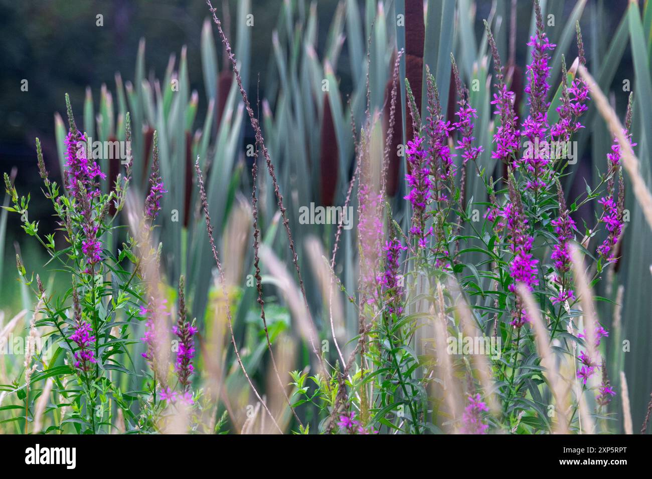 Beautiful Wild Flower Beds Stock Photo - Alamy