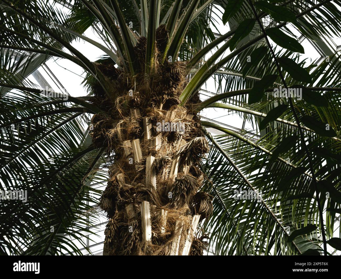 The trunk of a palm tree with rough, textured bark and long, arching ...