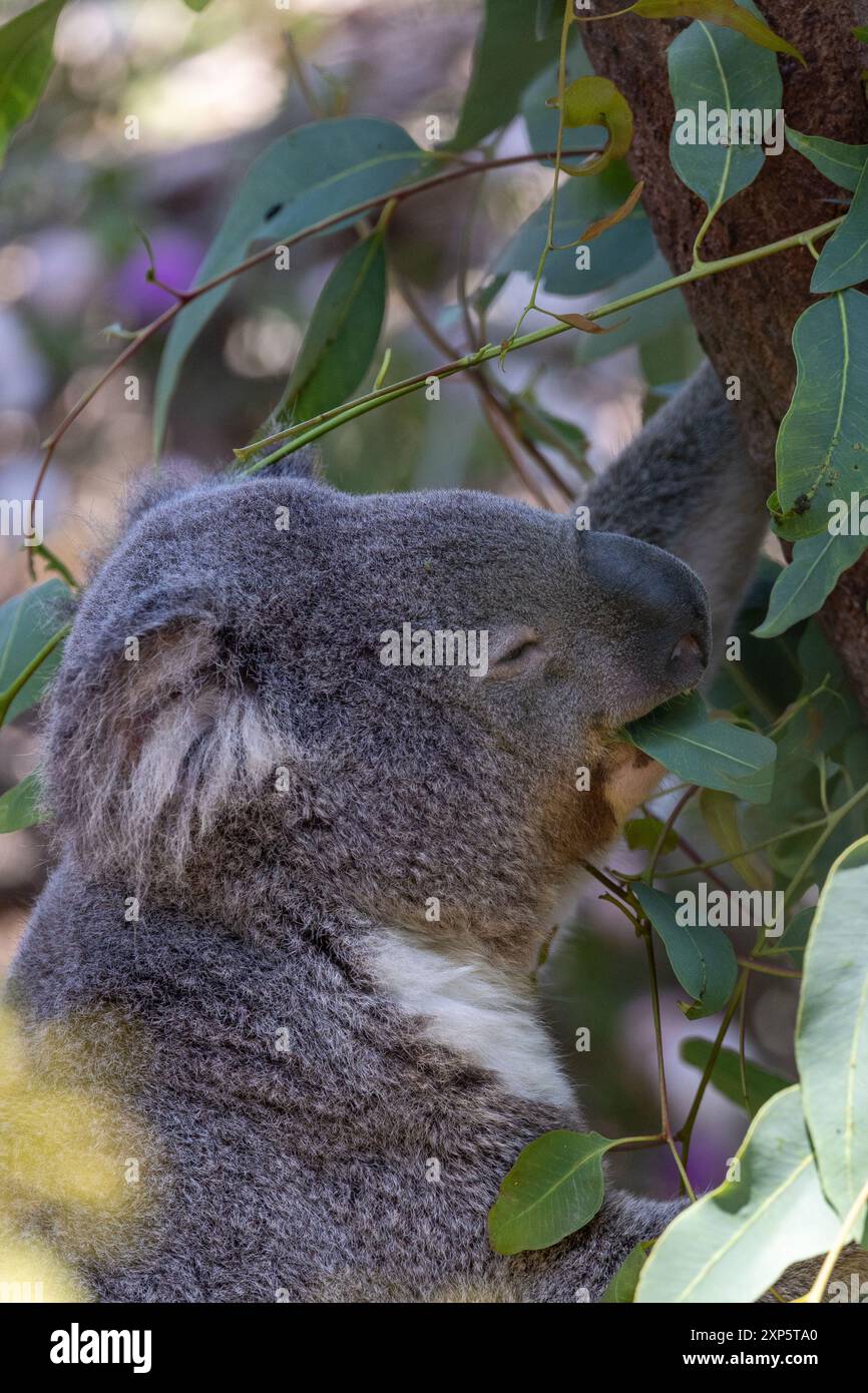 Close up of koala eating eucalyptus leaves Stock Photo - Alamy