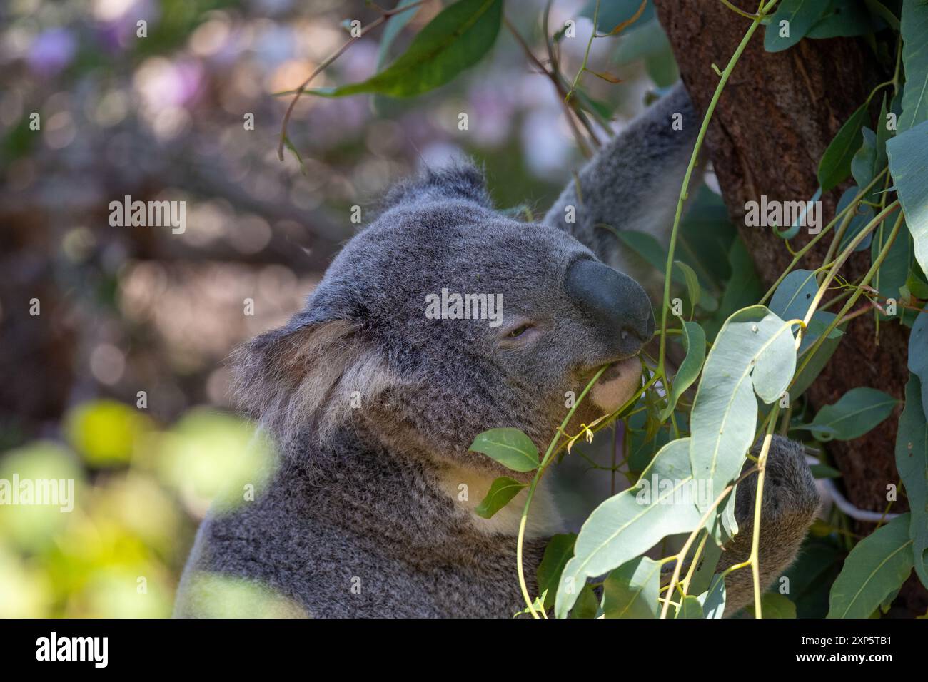 Koala eating eucalyptus leaves hi-res stock photography and images - Alamy