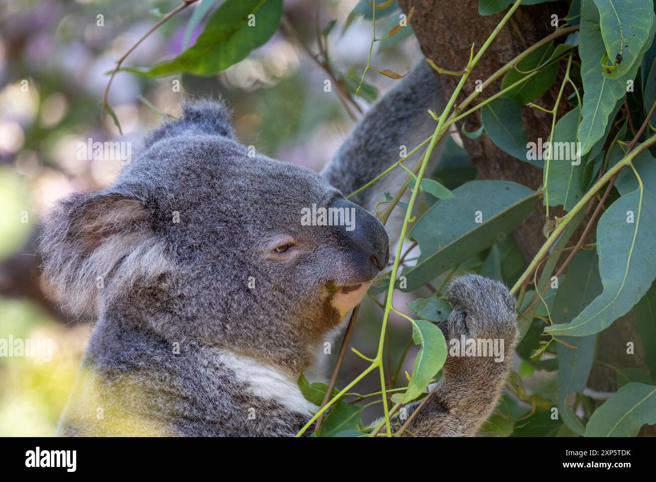 Koala eating eucalyptus leaves hi-res stock photography and images - Alamy