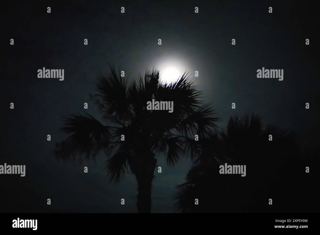 Moonlit Night with Silhouetted Palm Tree and Clouds Stock Photo - Alamy