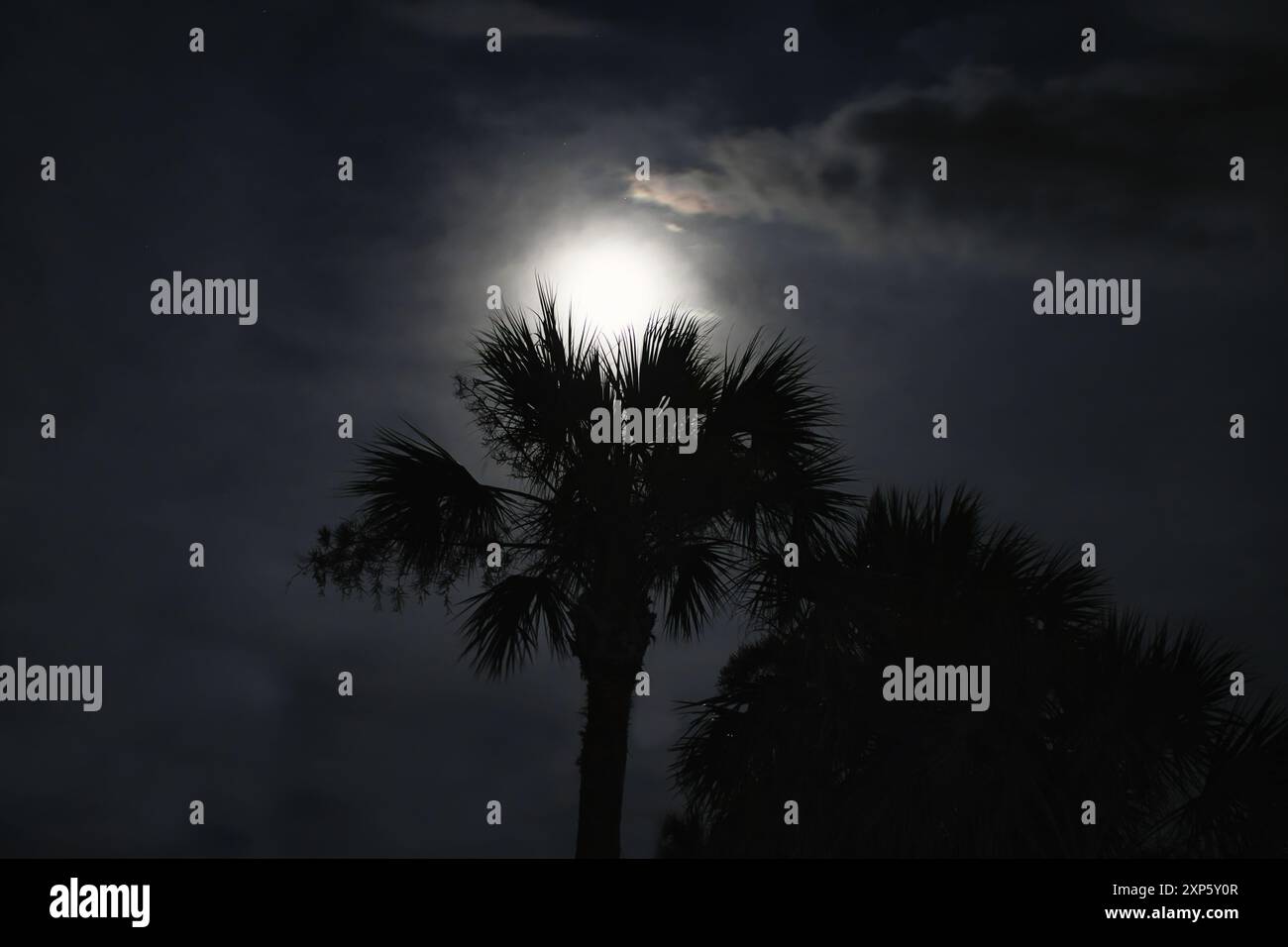 Moonlit Night with Silhouetted Palm Tree and Clouds Stock Photo - Alamy
