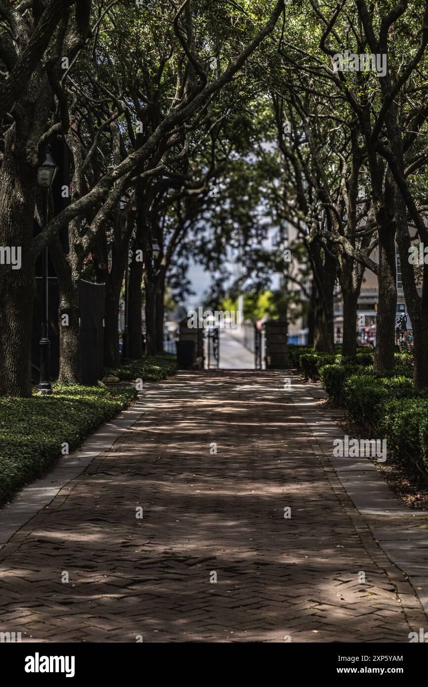 Beautiful brick path lined on both sides by old live oak trees with ...