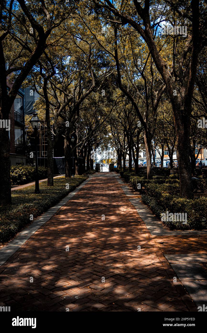 Beautiful brick path lined on both sides by old live oak trees with ...