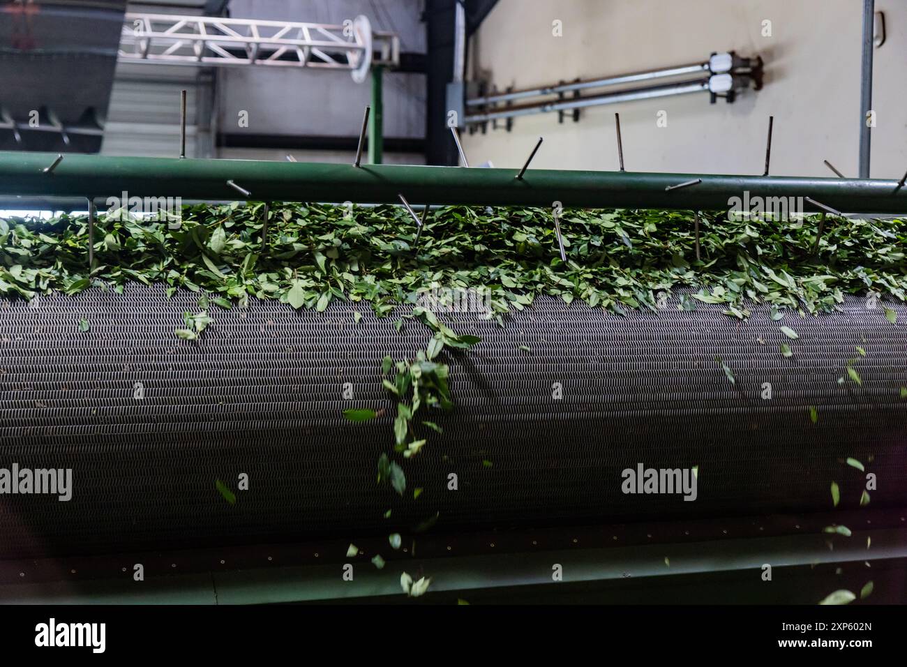 Automated black tea production plant hi-res stock photography and ...
