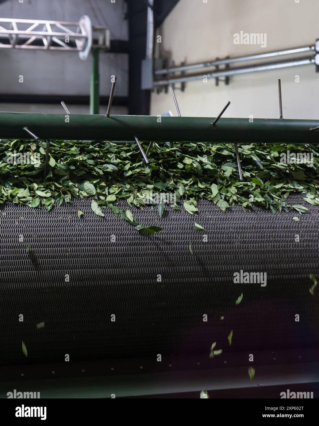 Automated black tea production plant hi-res stock photography and ...