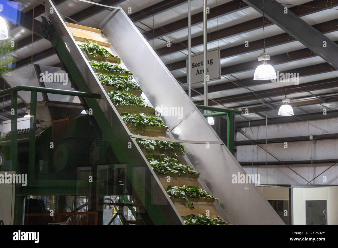 Tea Leaves Being Processed by Machinery for Tea Bag Production Stock ...