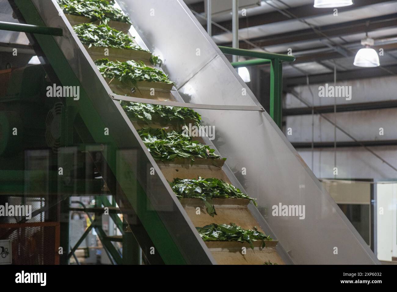 Automated black tea production plant hi-res stock photography and ...