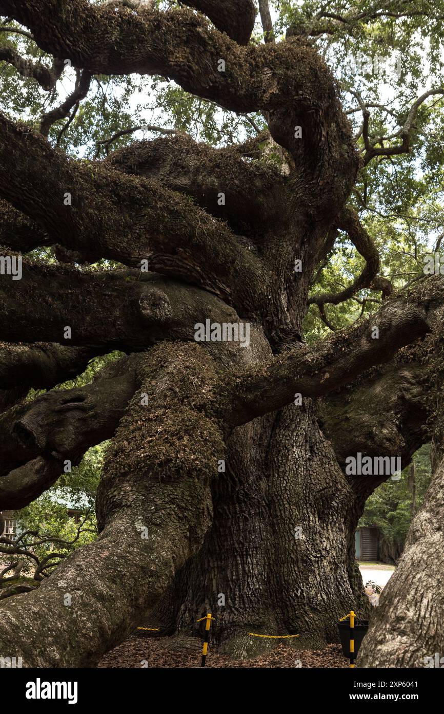 Large Live Oak Tree Draped in Spanish Moss in Charleston, South ...