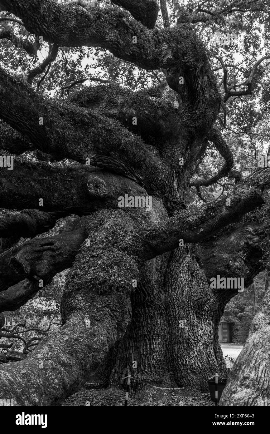 Large Live Oak Tree Draped in Spanish Moss in Charleston, South ...