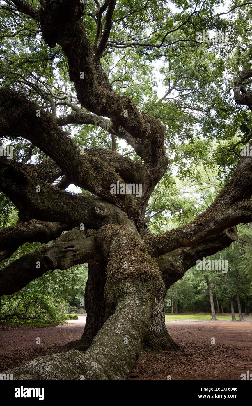 Large Live Oak Tree Draped in Spanish Moss in Charleston, South ...