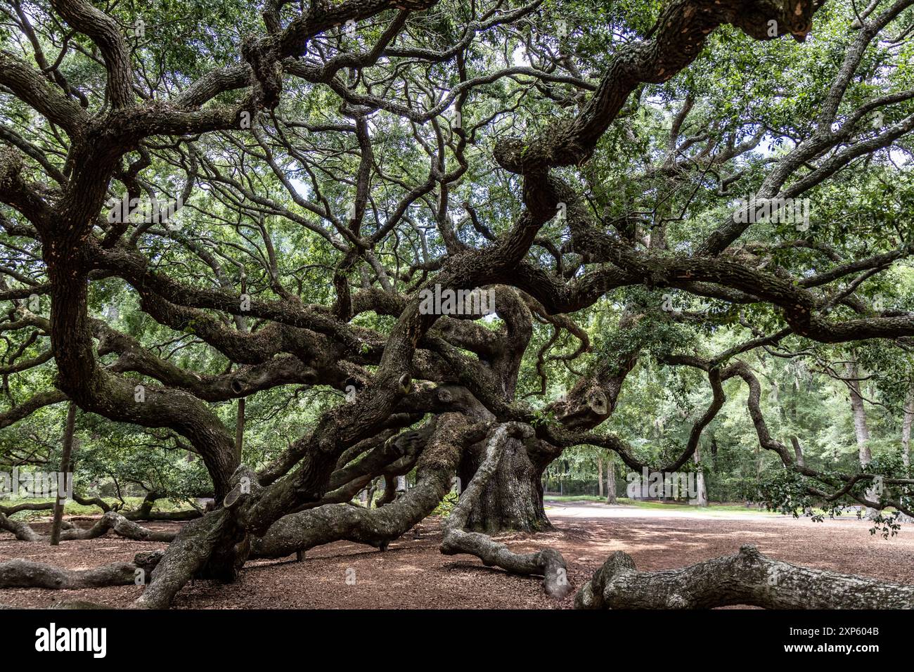 Large Live Oak Tree Draped in Spanish Moss in Charleston, South ...