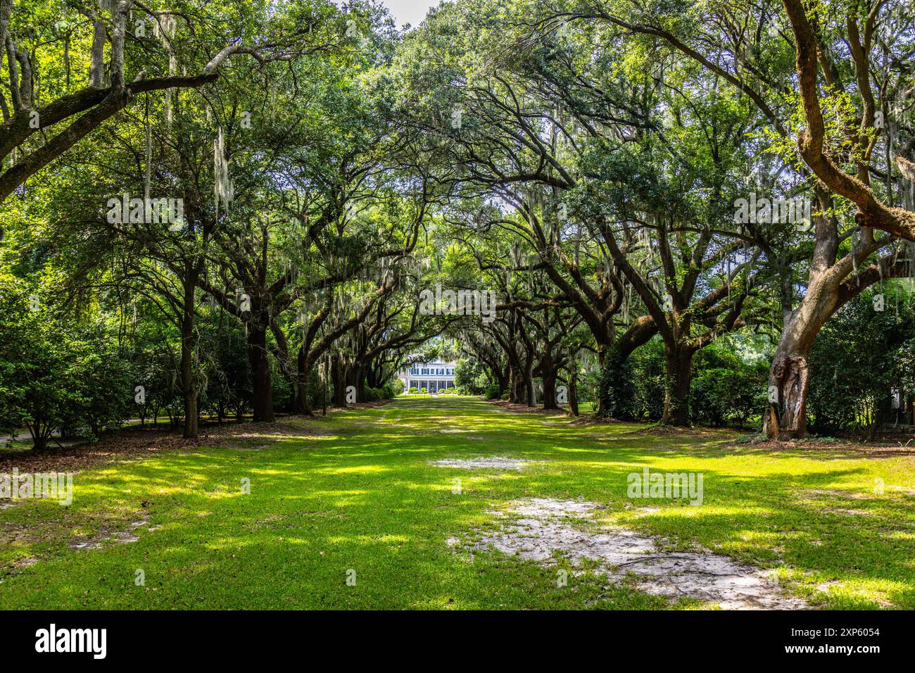 Beautiful grassy path lined on both sides by old live oak trees with ...