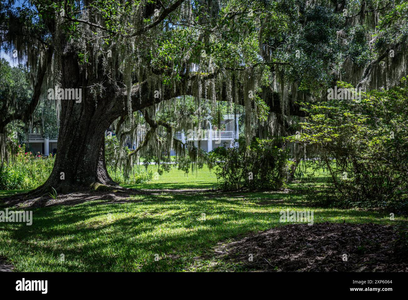 Magnolia Plantation in Charleston, South Carolina Stock Photo - Alamy