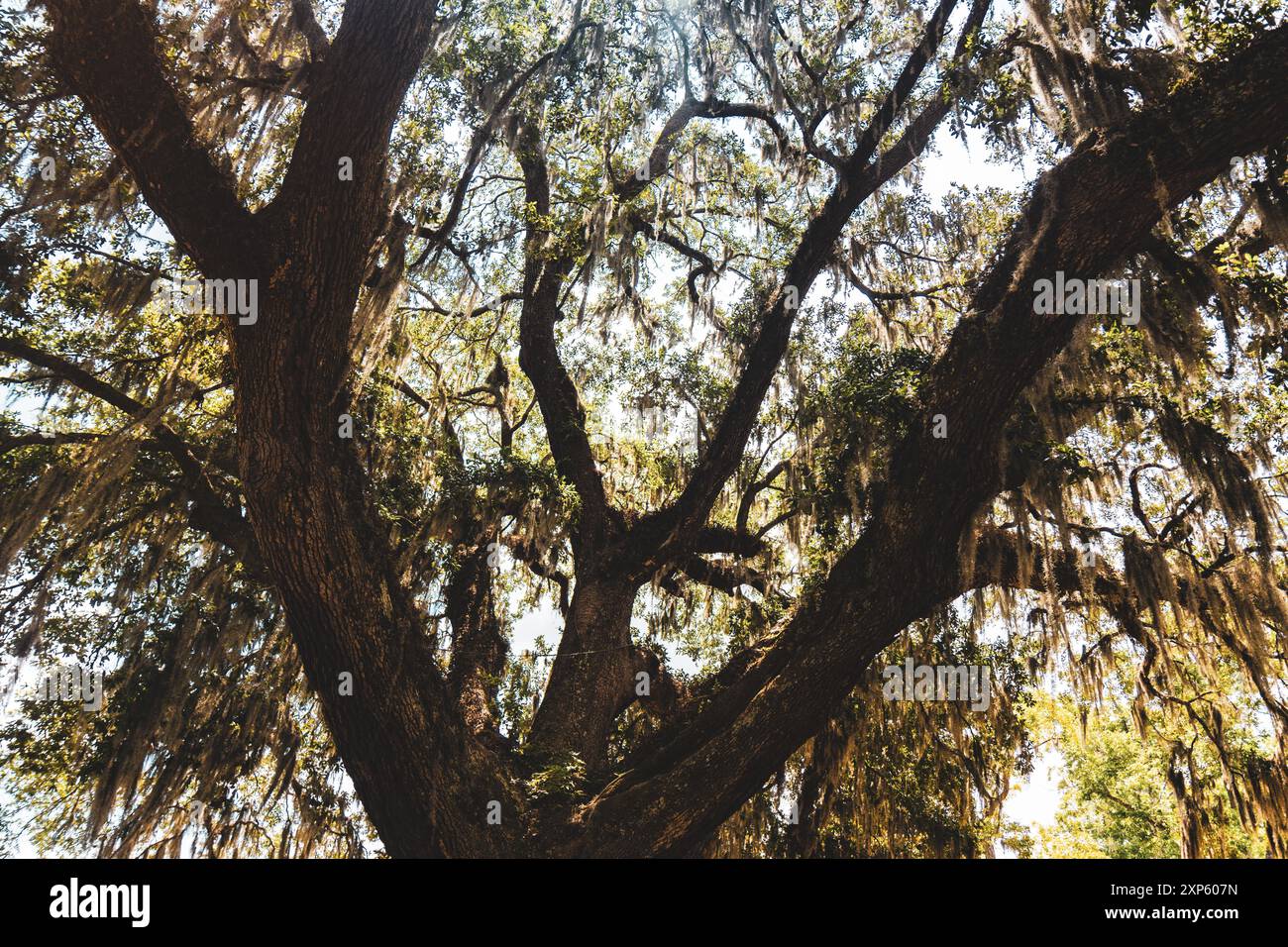 Large Live Oak Tree Draped in Spanish Moss in Charleston, South ...