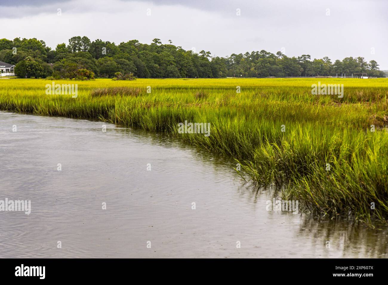 Tall Grass Along South Carolina Wetland Coastal Landscape Stock Photo ...