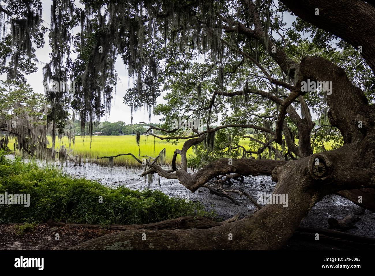 Swamp oak tree hi-res stock photography and images - Alamy