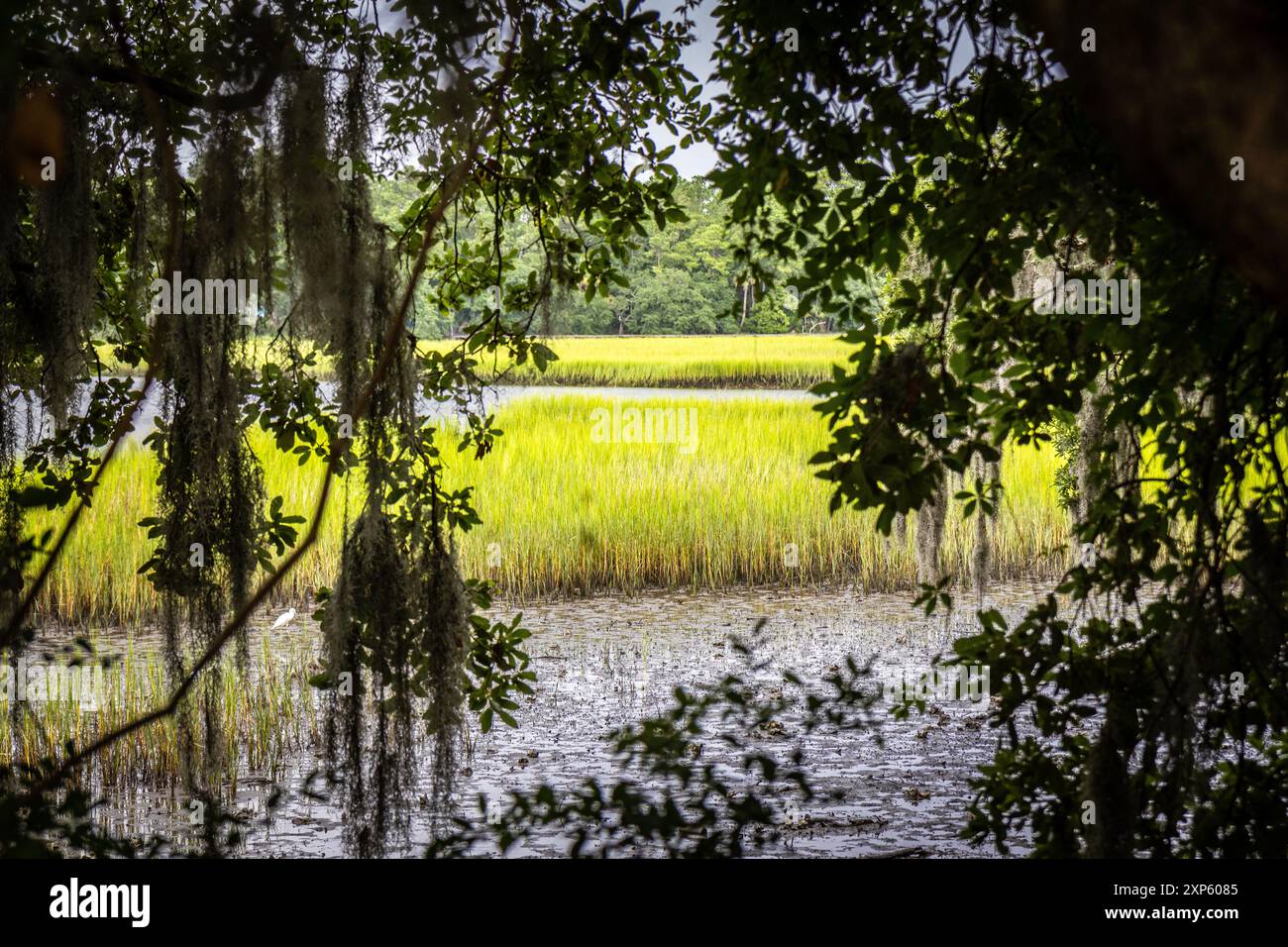 Large Live Oak Tree Draped in Spanish Moss in Charleston, South ...