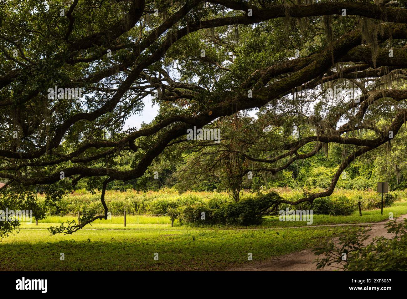 Wide-Angle Vineyard in South Carolina with Live Oaks Draped in Spanish Moss Stock Photo - Alamy