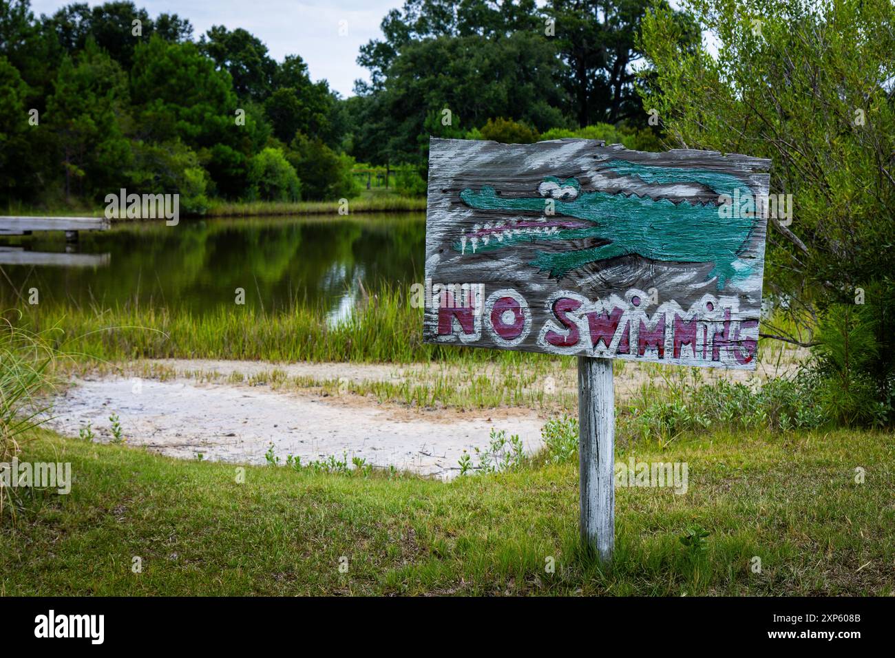 Caution Sign with Alligator Warning and Swamp Background no swimming ...