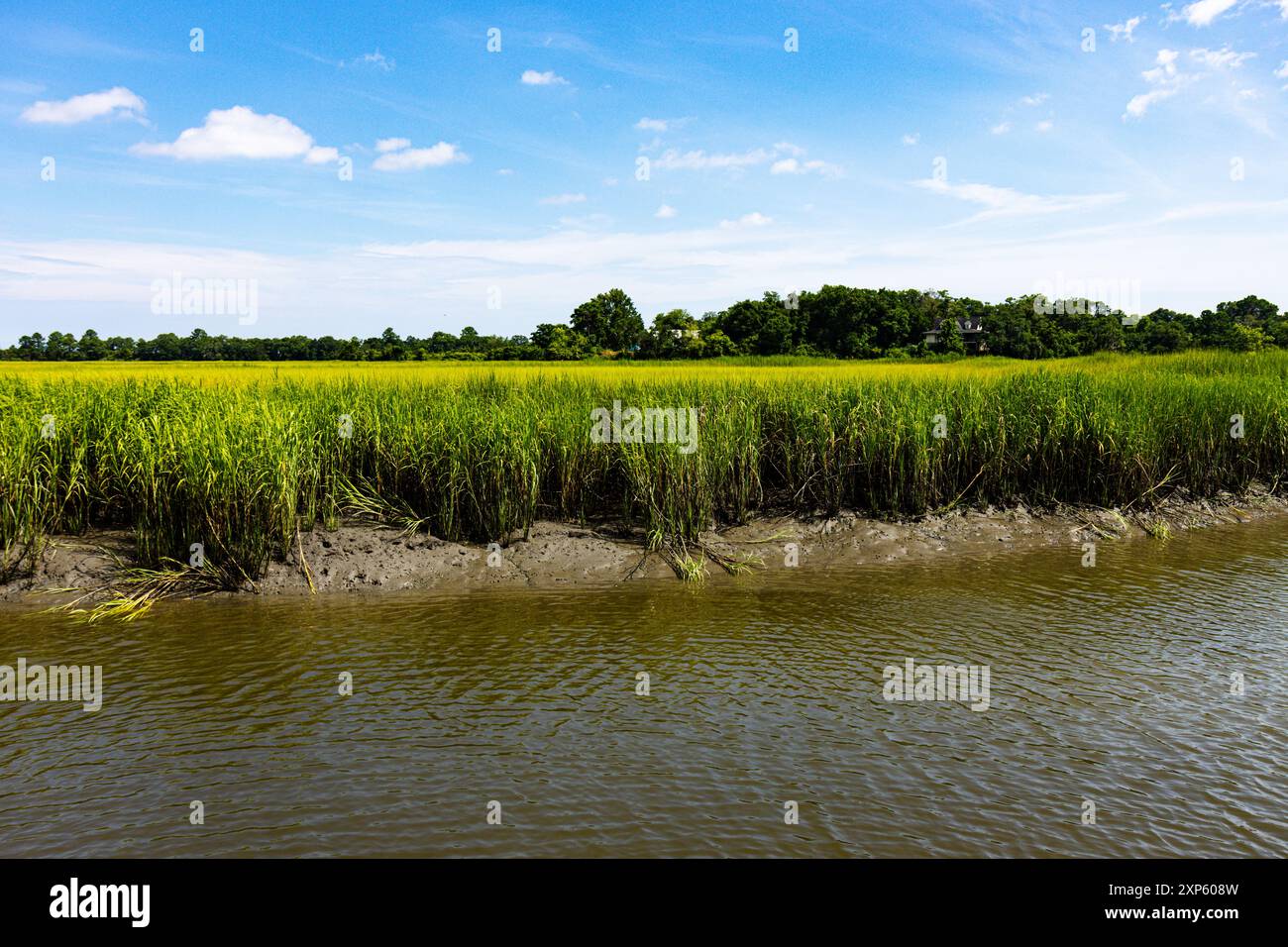 Tall Grass Along South Carolina Wetland Coastal Landscape Stock Photo ...