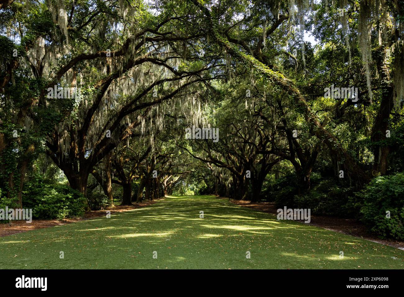 Large Live Oak Tree Draped in Spanish Moss in Charleston, South ...