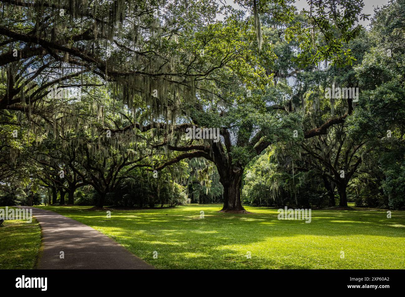 Majestic oak tree draped hi-res stock photography and images - Alamy