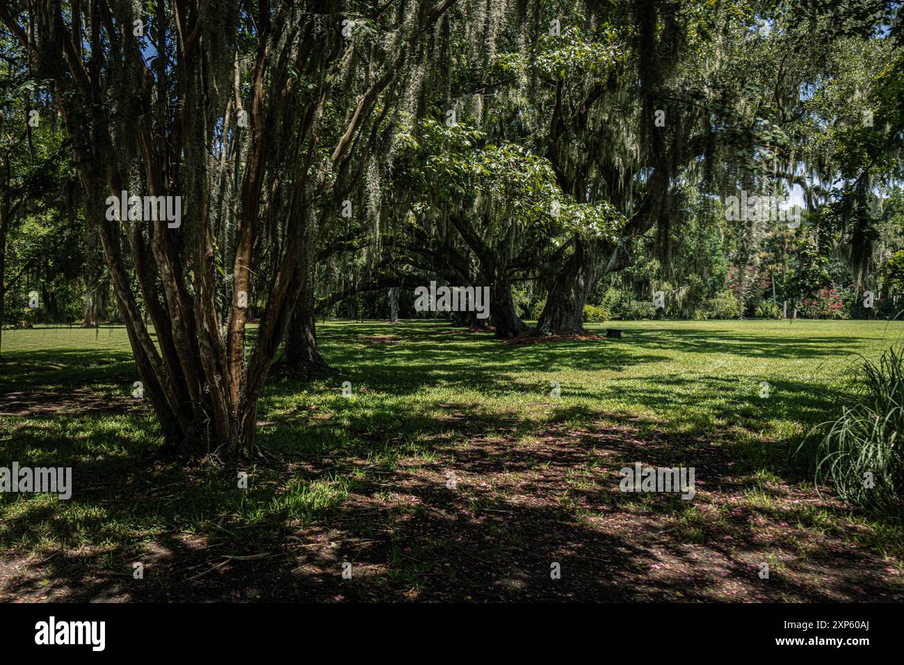 Large Live Oak Tree Draped in Spanish Moss in Charleston, South ...