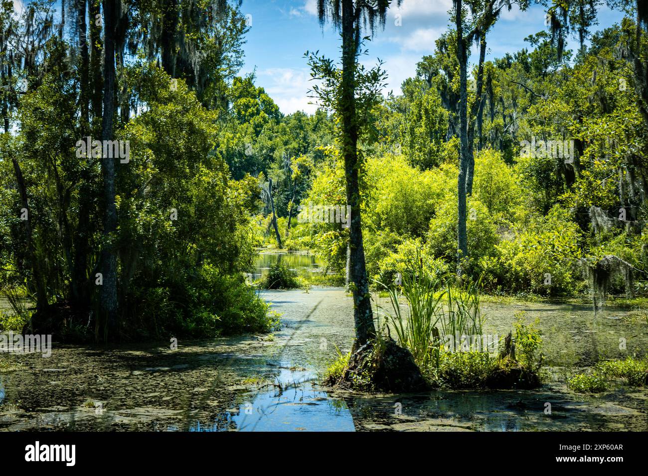 Scenic South Carolina Swamp Landscape Stock Photo - Alamy