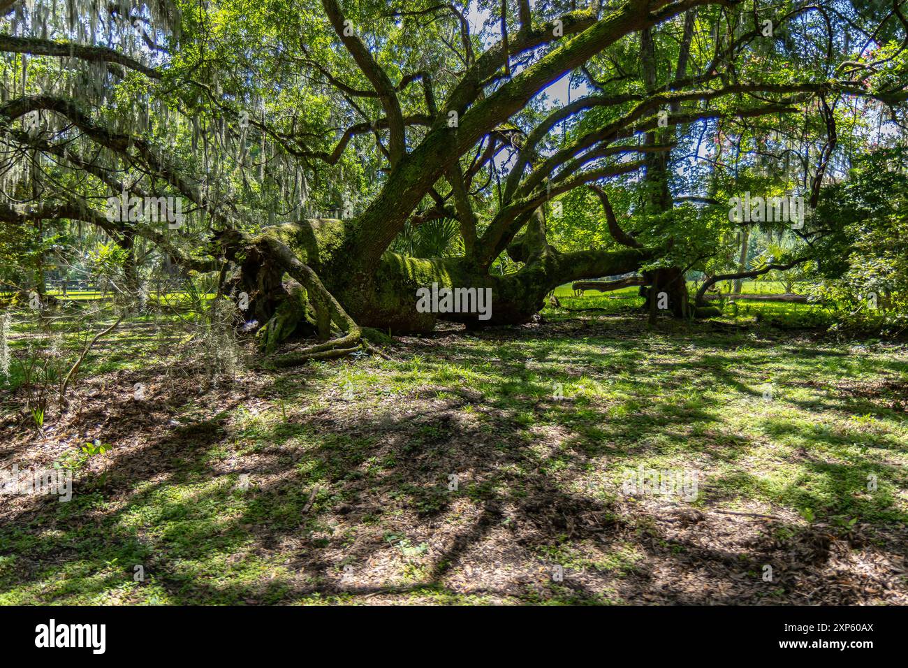 Large Live Oak Tree Draped in Spanish Moss in Charleston, South ...