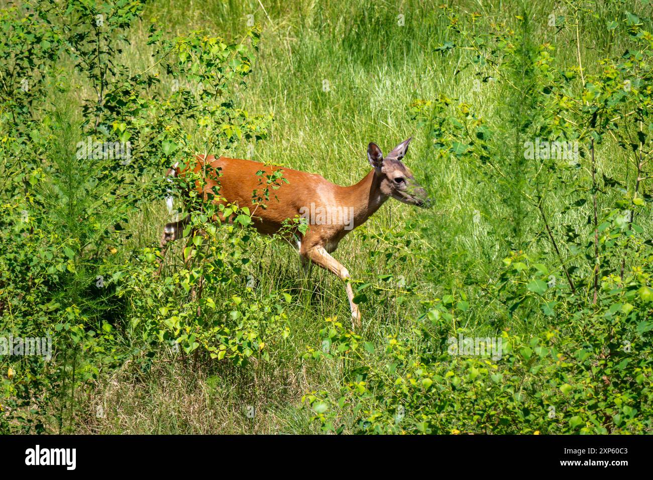 Green grassy area hi-res stock photography and images - Alamy