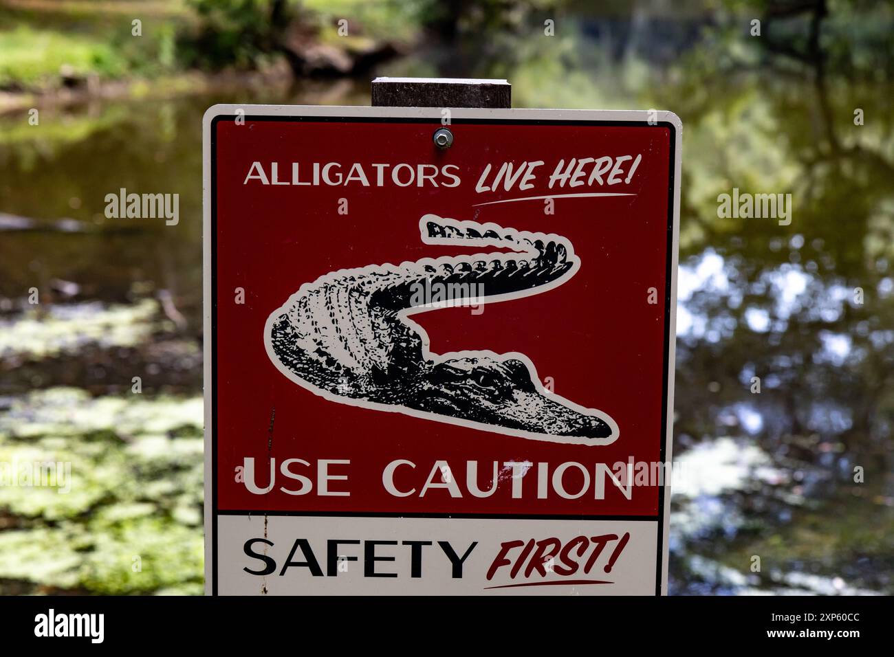 Caution Sign with Alligator Warning and Swamp Background no swimming ...