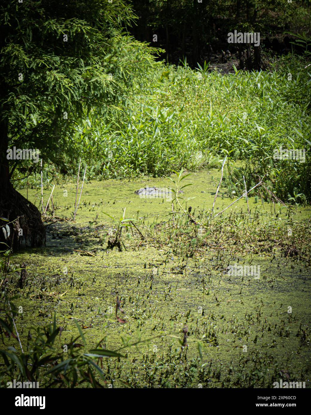 Alligator Head Camouflaged in Green Swamp Water Stock Photo - Alamy