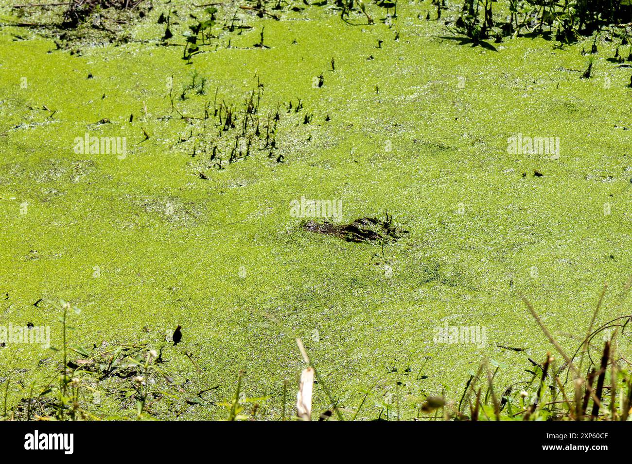 Alligator Head Camouflaged in Green Swamp Water Stock Photo - Alamy