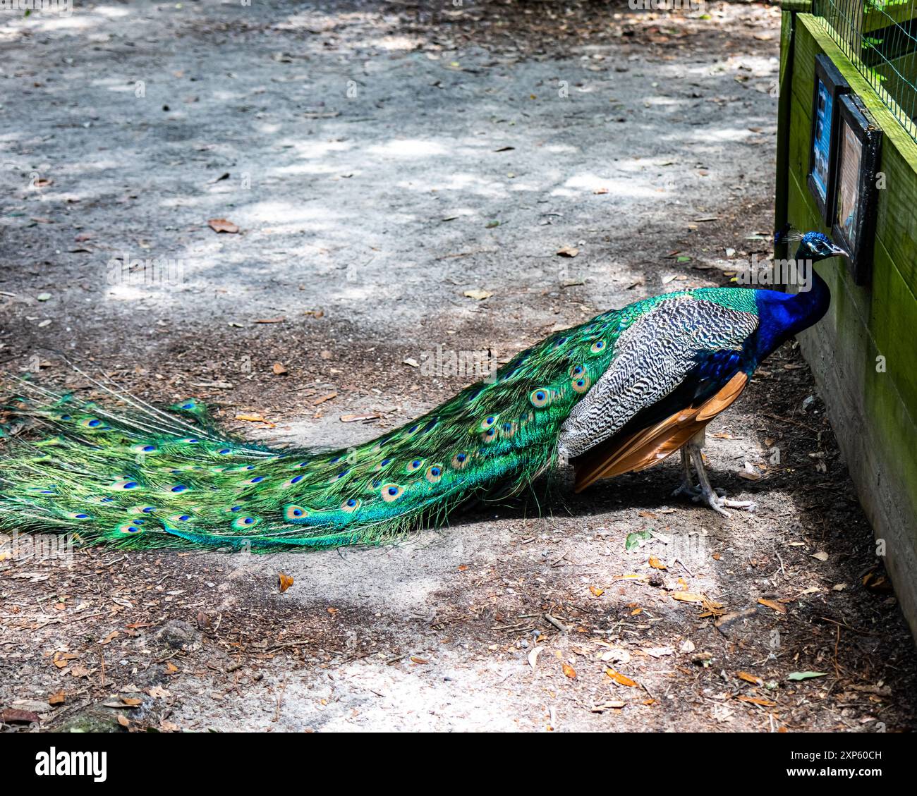 Vibrant animal kingdom hi-res stock photography and images - Alamy