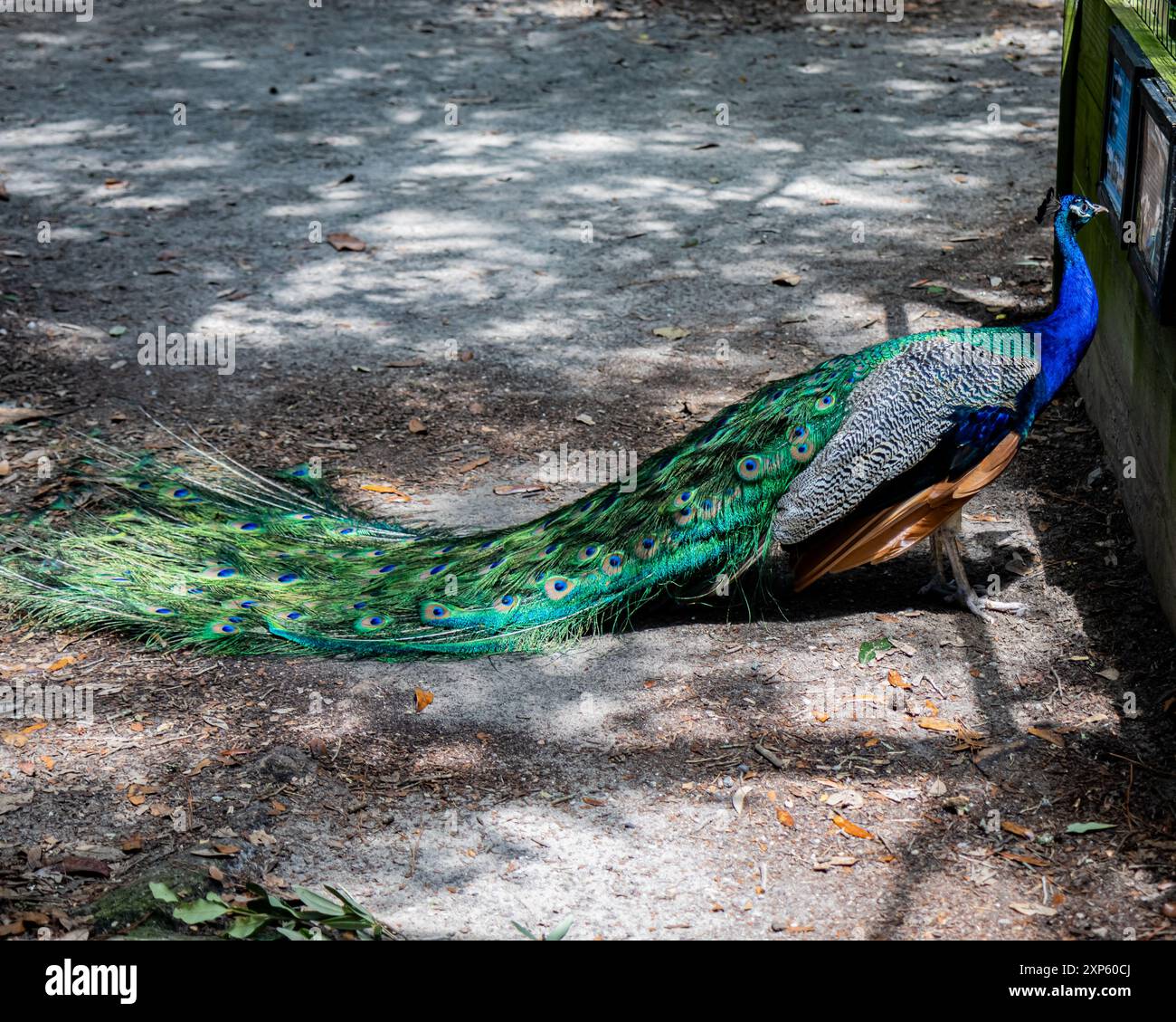 Male Peacock Walking in Animal Pen Stock Photo - Alamy