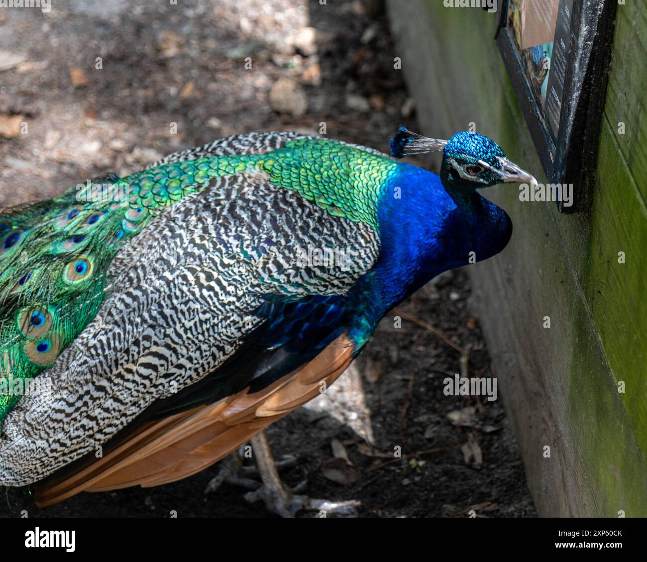 Male Peacock Walking in Animal Pen Stock Photo - Alamy