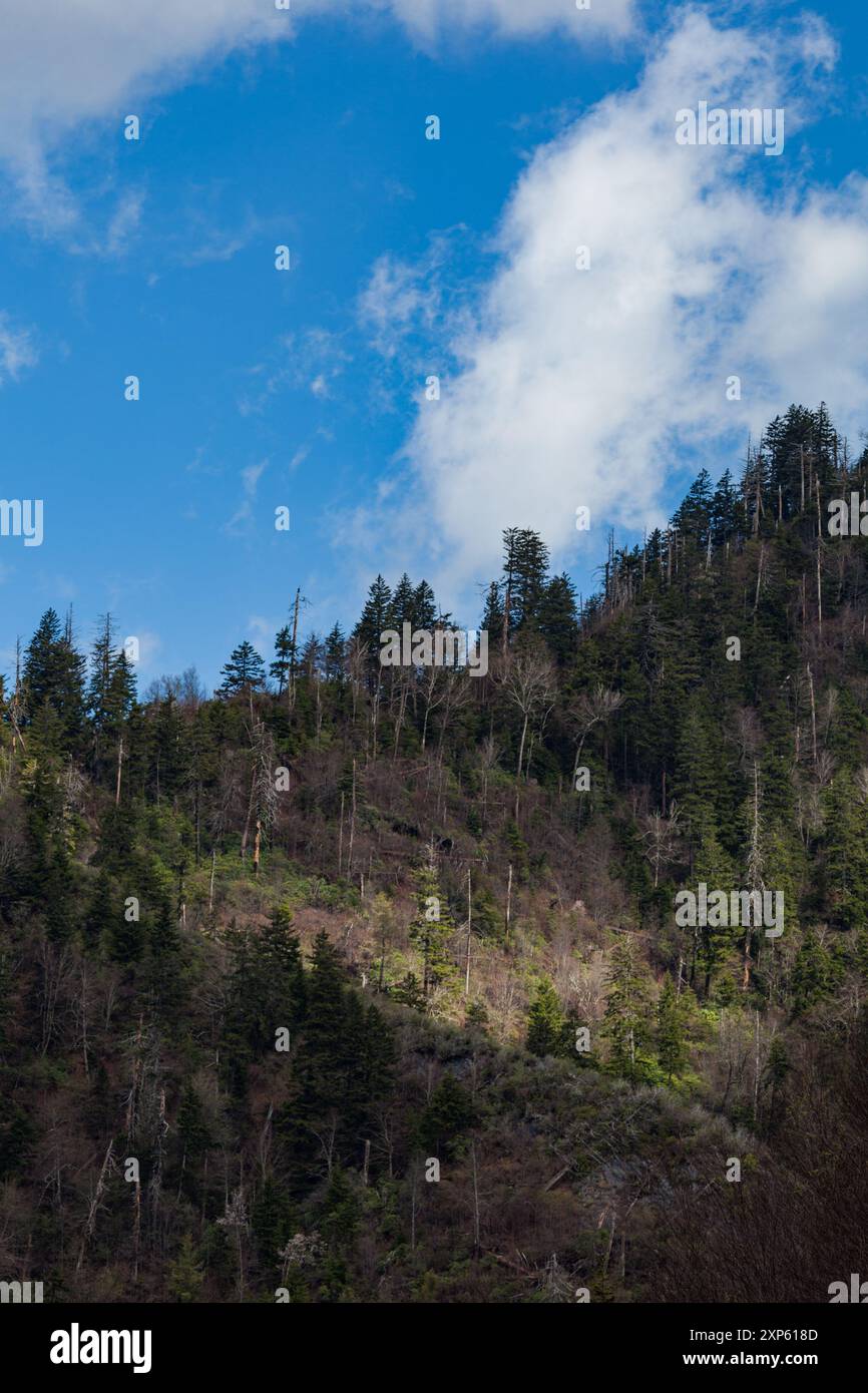 Spring in the Great Smoky Mountains National Park Stock Photo - Alamy
