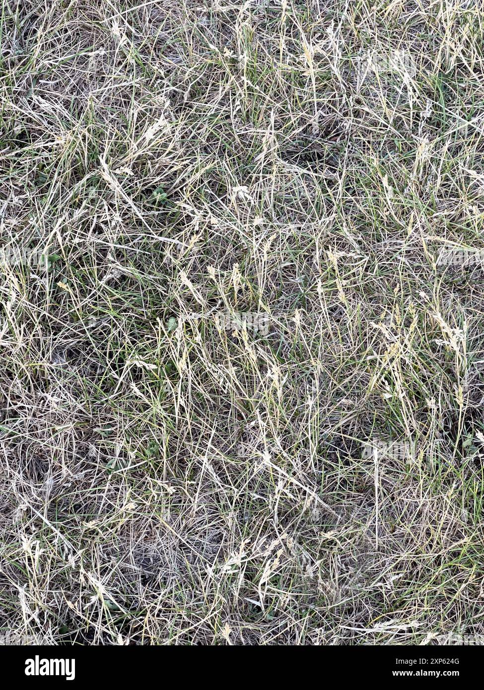 Dry dried grass hi-res stock photography and images - Alamy