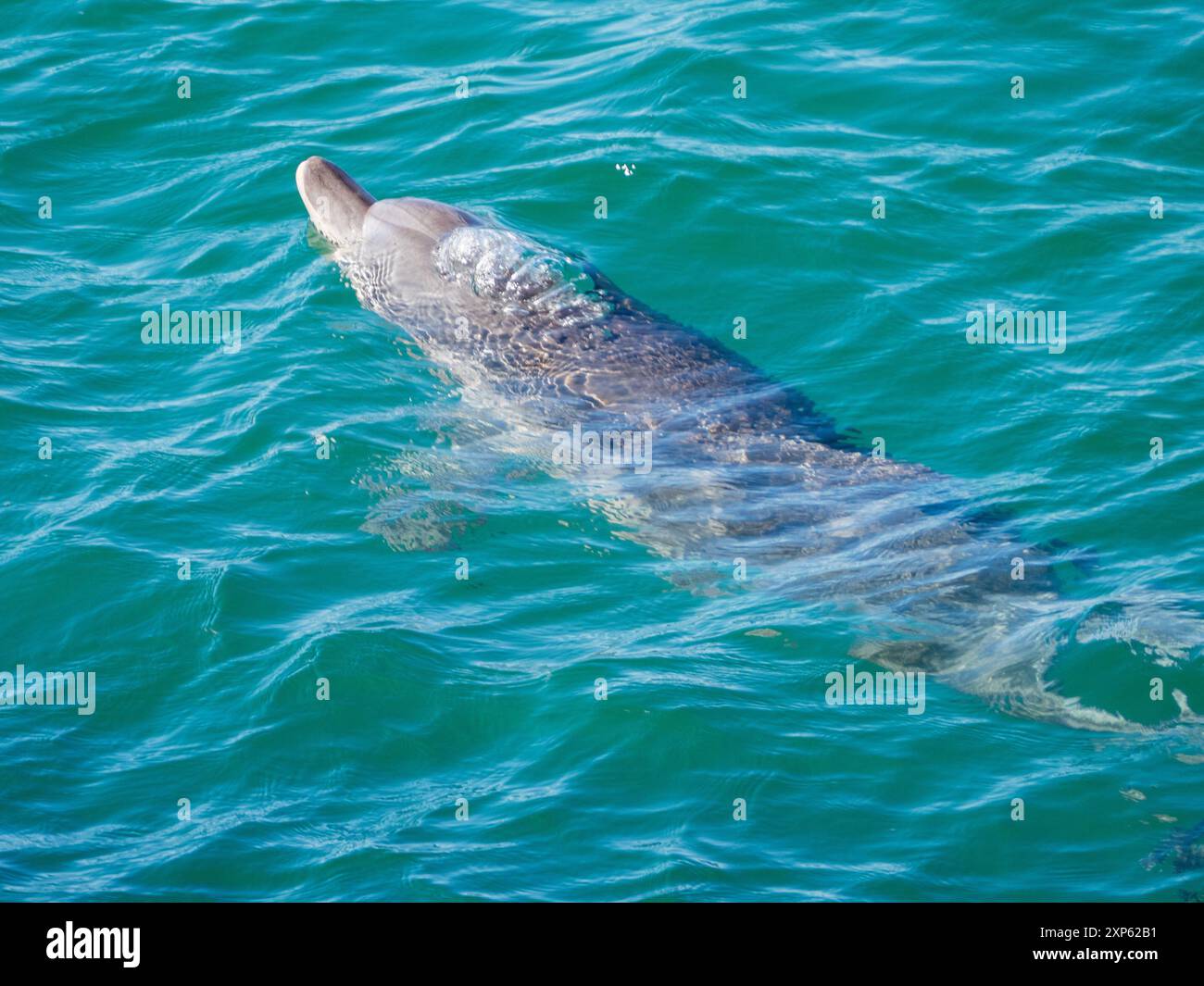 A Bottlenose Dolphin up close swimming in the blue sea water in the ...