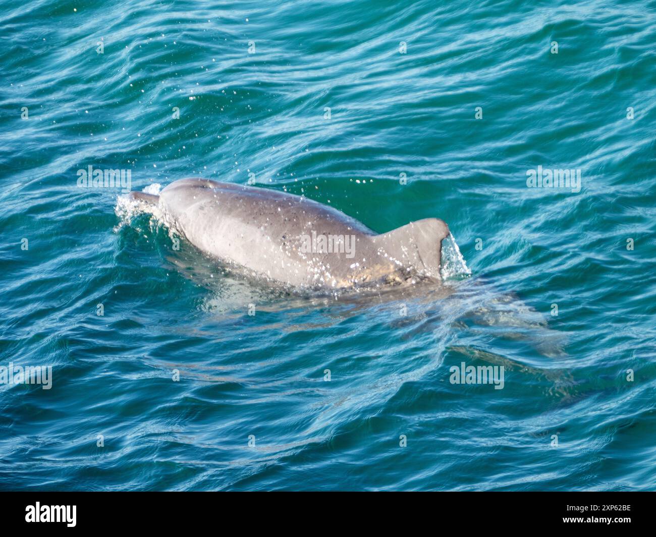 A Bottlenose Dolphin up close swimming in the blue sea water in the ...