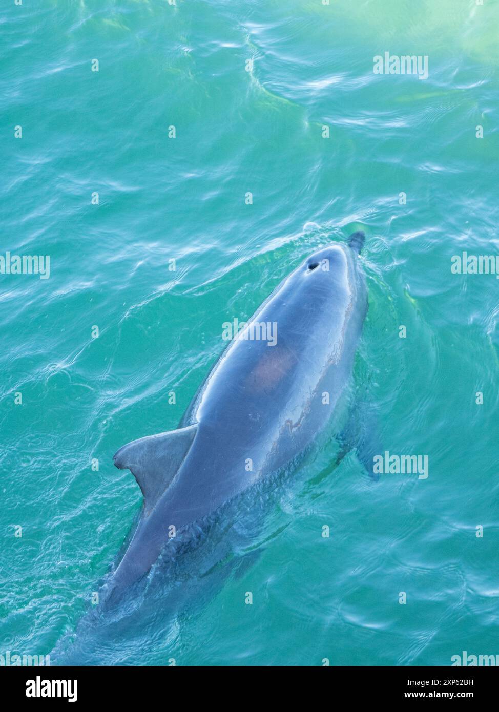 Bottlenose Dolphin swimming in the harbour, closeup, in the wild Stock ...