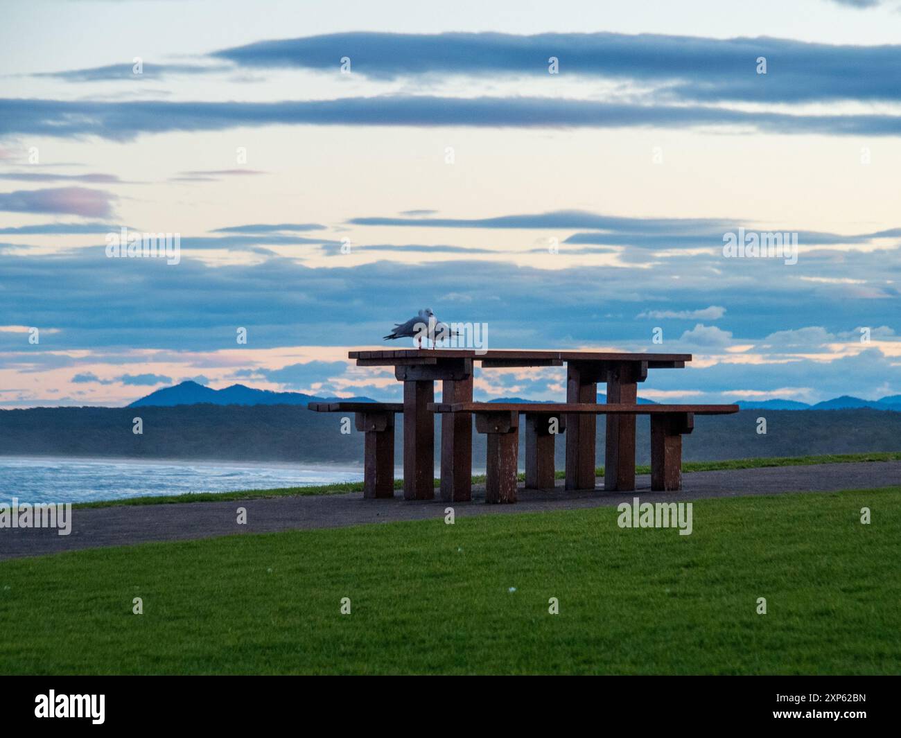 Seagulls on the lookout facing opposite directions standing on a Picnic ...
